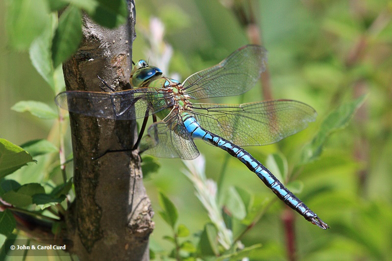 IMG_5724 Anax imperator.JPG