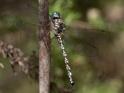 Austroaeschna multipunctata (Multi-spotted Darner) – Odo-nutters
