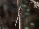 Austroaeschna multipunctata (Multi-spotted Darner) – Odo-nutters