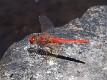 Diplacodes haematodes (Scarlet Percher) – Odo-nutters