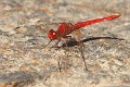 Diplacodes haematodes (Scarlet Percher) – Odo-nutters