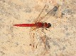 Diplacodes haematodes (Scarlet Percher) – Odo-nutters