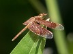 Neurothemis stigmatizans (Painted Grasshawk) – Odo-nutters