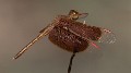 Neurothemis stigmatizans (Painted Grasshawk) – Odo-nutters