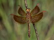 Neurothemis stigmatizans (Painted Grasshawk) – Odo-nutters