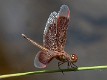 Neurothemis stigmatizans (Painted Grasshawk) – Odo-nutters