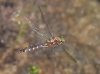 Procordulia grayi (Yellow-spotted Dragonfly) – Odo-nutters