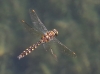 Procordulia grayi (Yellow-spotted Dragonfly) – Odo-nutters