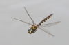 Procordulia grayi (Yellow-spotted Dragonfly) – Odo-nutters
