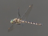 Procordulia grayi (Yellow-spotted Dragonfly) – Odo-nutters