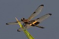 Rhyothemis phyllis (Yellow-barred/striped Flutterer) – Odo-nutters