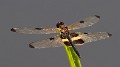 Rhyothemis phyllis (Yellow-barred/striped Flutterer) – Odo-nutters