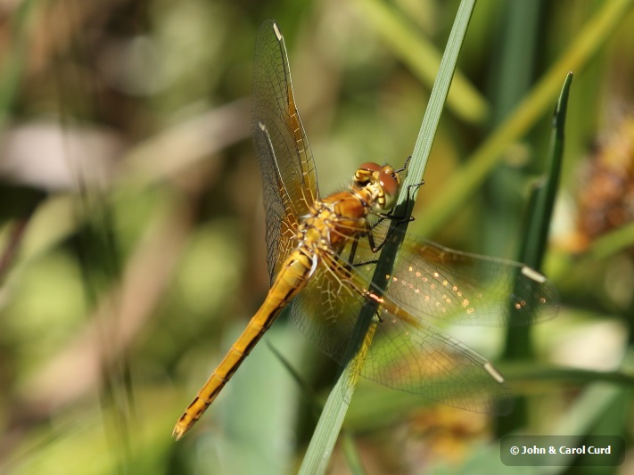 J18_1555 Sympetrum flaveolum female.JPG