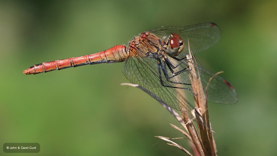 IMG_1439 Sympetrum sanguineum female.JPG