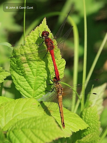IMG_6971 Sympetrum sanguineum tandem.JPG
