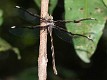 Telephlebia tillyardi (Tropical Evening Darner) – Odo-nutters