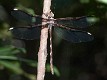Telephlebia tillyardi (Tropical Evening Darner) – Odo-nutters