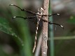 Telephlebia tillyardi (Tropical Evening Darner) – Odo-nutters