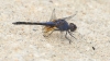 Trithemis festiva (Indigo Dropwing) – Odo-nutters