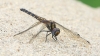 Trithemis festiva (Indigo Dropwing) – Odo-nutters