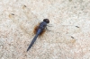 Trithemis festiva (Indigo Dropwing) – Odo-nutters