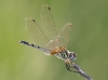 Trithemis pallidinervis (Dancing Dropwing) – Odo-nutters