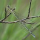 Coenagrion mercuriale (Southern Damselfly) – Odo-nutters