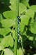 Coenagrion mercuriale (Southern Damselfly) – Odo-nutters