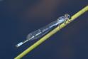 Enallagma civile (Familiar Bluet) – Odo-nutters