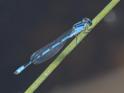 Enallagma civile (Familiar Bluet) – Odo-nutters