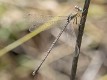 Lestes concinnus (Dusky Spreadwing) – Odo-nutters