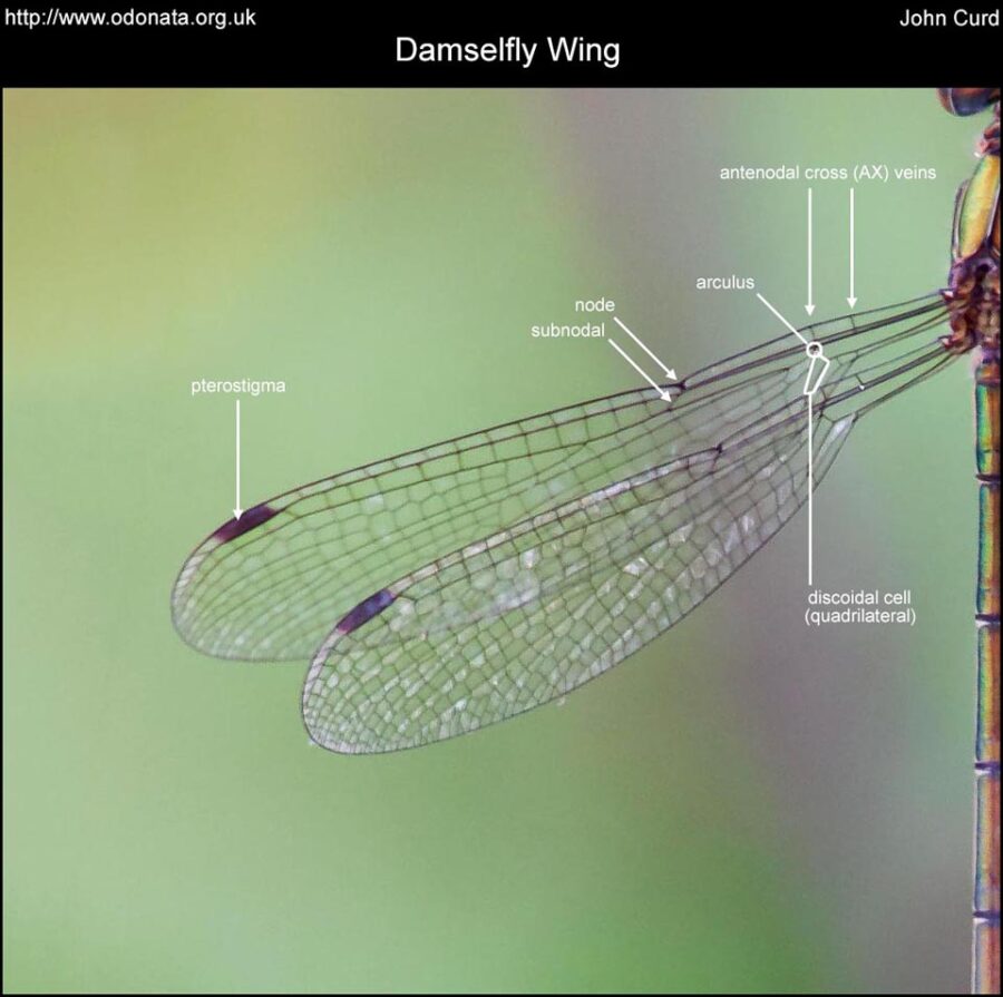 Anatomy/Terminology – Odo-nutters