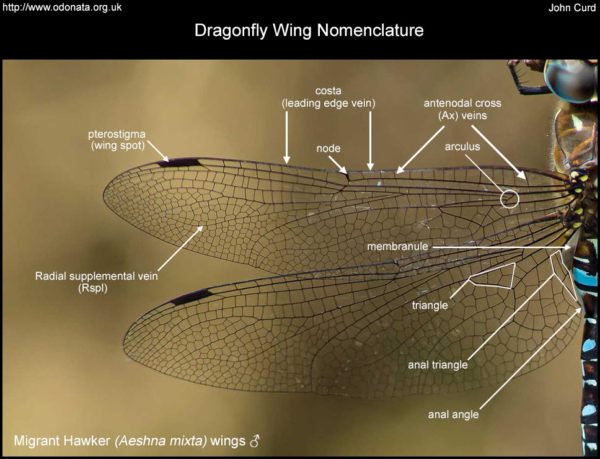 Dragonfly anatomy – Odo-nutters