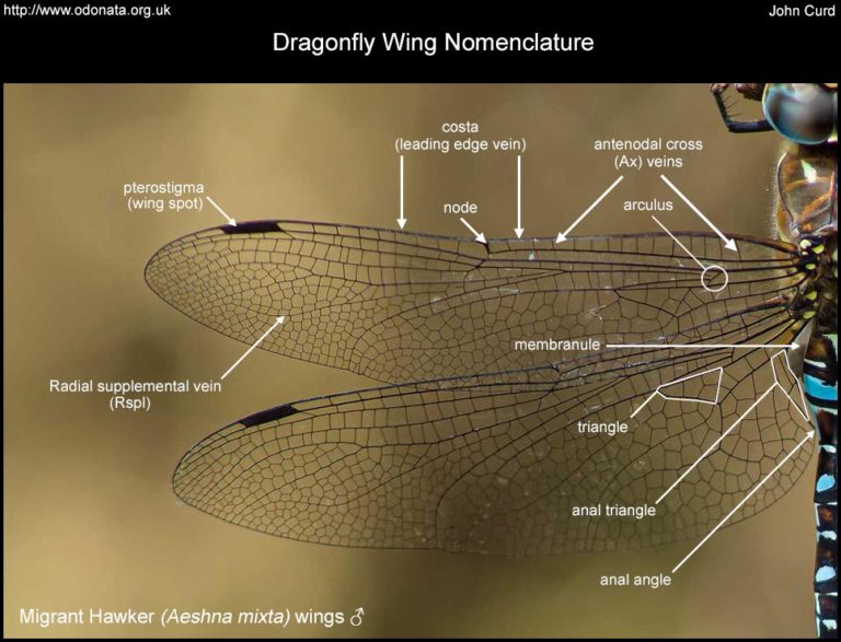 Dragonfly anatomy – Odo-nutters