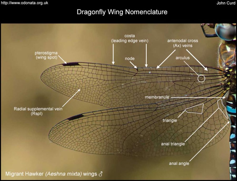 Dragonfly Wings – Odo-nutters