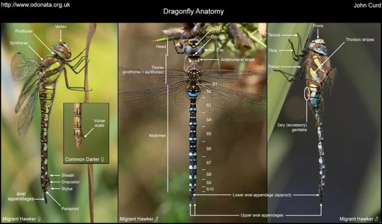 Dragonfly Anatomy – Odo-nutters