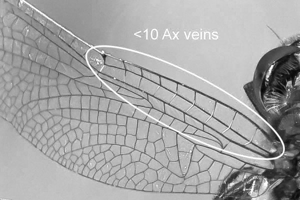 Visual Key: Hind-wing Patch – Odo-nutters