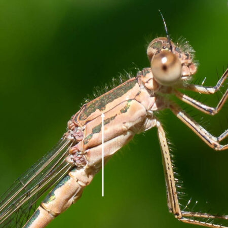 Sympecma paedisca (Siberian Winter Damsel) – Odo-nutters