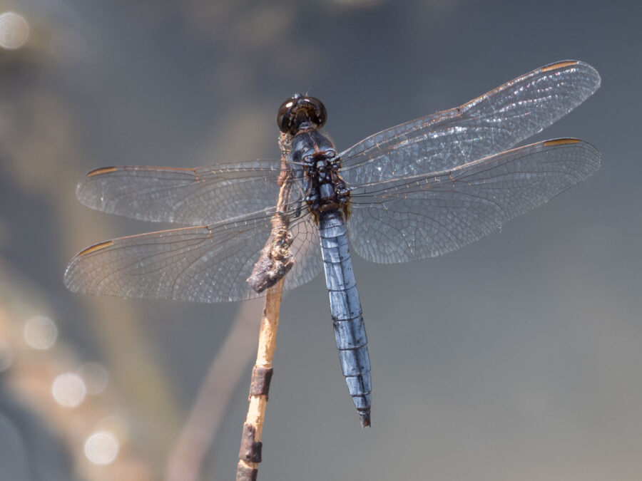 Crocothemis nigrifrons (Black-headed Skimmer) – Odo-nutters