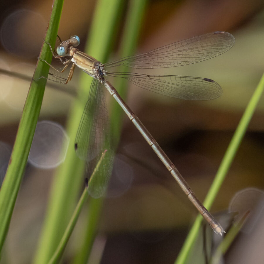 Lestes concinnus (Dusky Spreadwing) – Odo-nutters