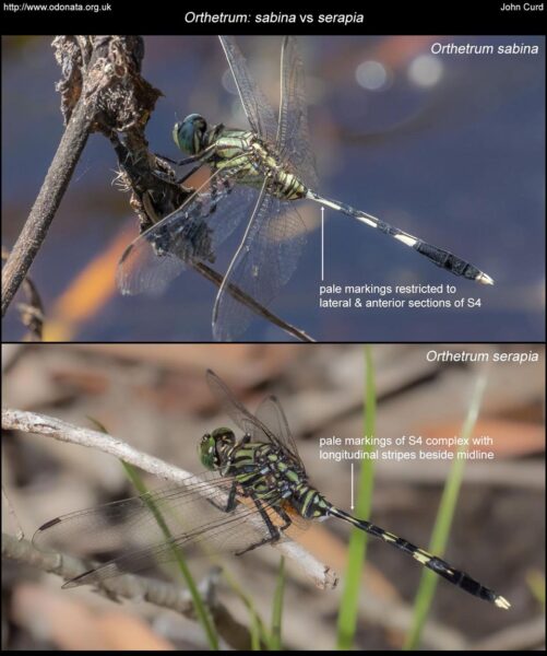 Comparison: O. sabina vs O. serapia – Odo-nutters